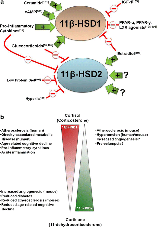 Modulation of 11β-Hydroxysteroid Dehydrogenase as a Strategy to Reduce ...