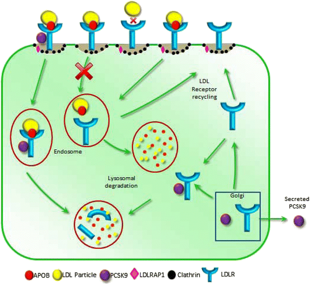 Genetics of Familial Hypercholesterolemia | SpringerLink
