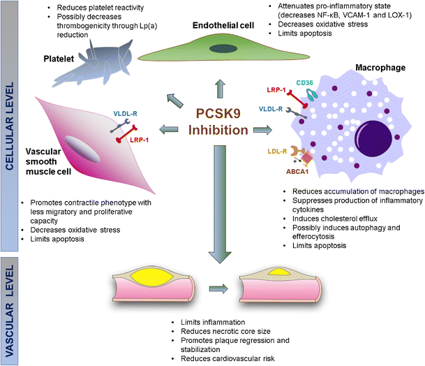 Pleiotropic Anti-atherosclerotic Effects of PCSK9 Inhibitors From ...