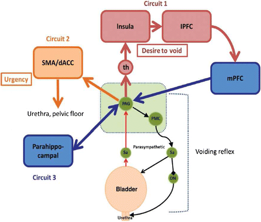The Aging Overactive Bladder: a Review of Aging-Related Changes from ...