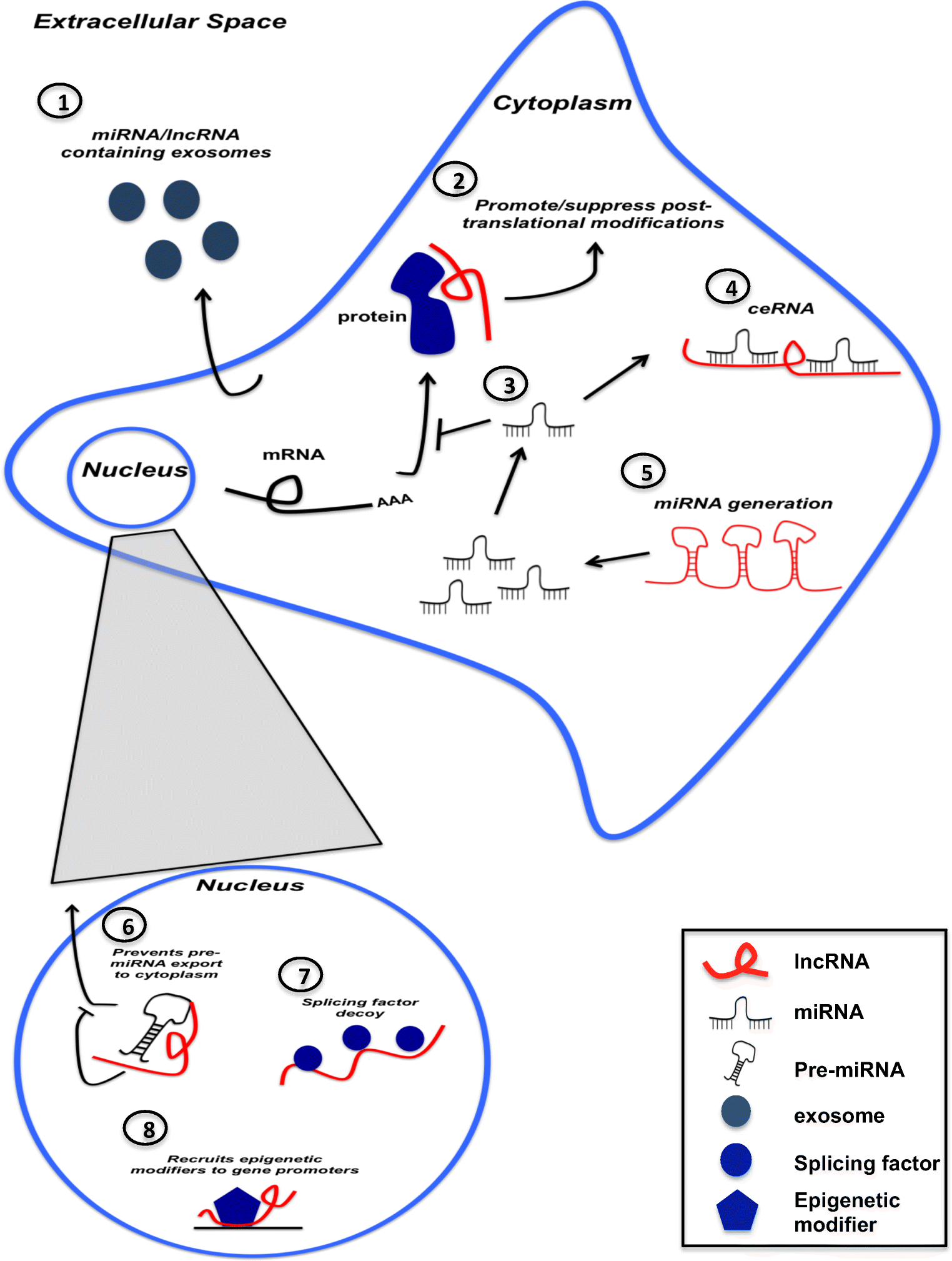 Deciphering the Far-Reaching Functions of Non-coding RNA in Colorectal ...