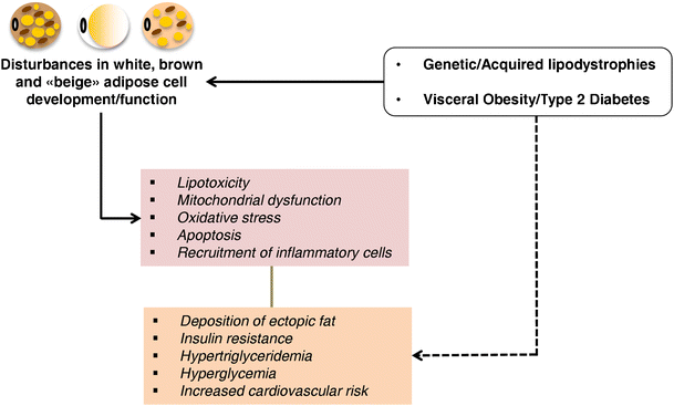 Lipodystrophic Diabetes Mellitus: a Lesson for Other Forms of Diabetes ...