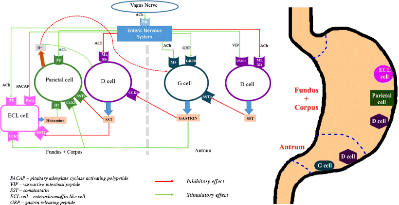 The Gastric and Intestinal Microbiome: Role of Proton Pump Inhibitors ...