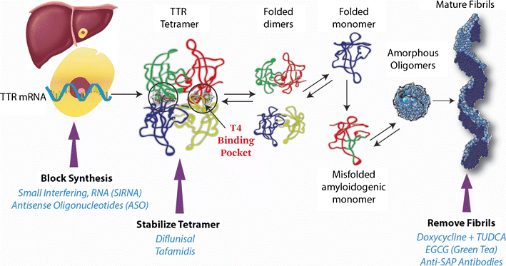 Novel Drugs Targeting Transthyretin Amyloidosis | SpringerLink