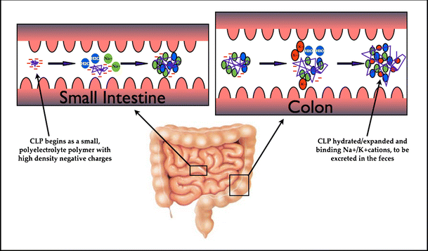 Oral Sodium and Potassium Binders in Heart Failure | SpringerLink