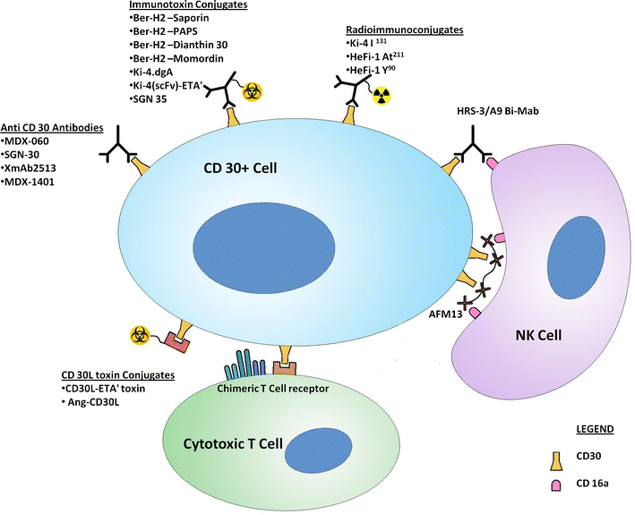 Targeting CD30 in Anaplastic Large Cell Lymphoma | SpringerLink