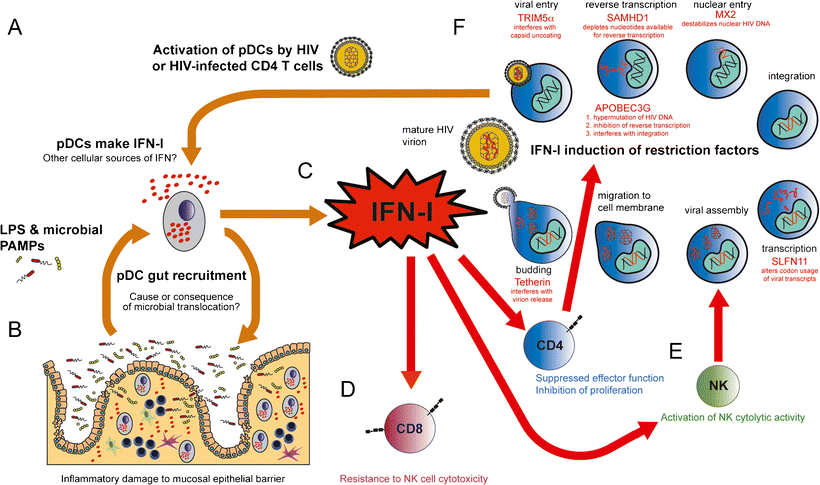 Type I Interferon: Understanding Its Role in HIV Pathogenesis and ...