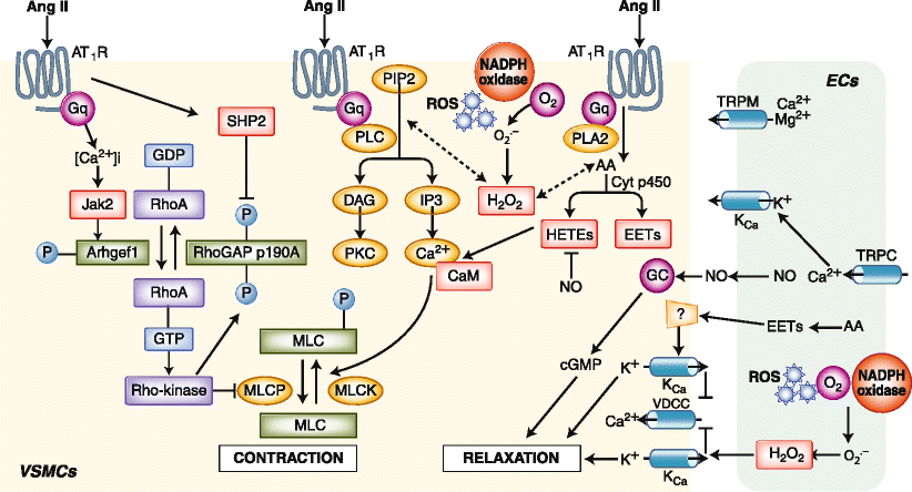 Cell Signaling of Angiotensin II on Vascular Tone: Novel Mechanisms ...