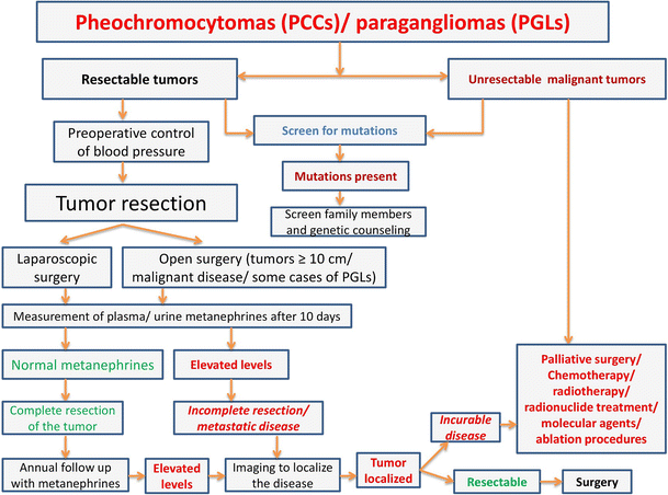 Diagnosis and Management of Pheochromocytoma: A Practical Guide to ...