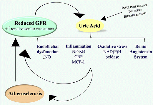 Hyperuricemia, Hypertension, and Chronic Kidney Disease: an Emerging ...