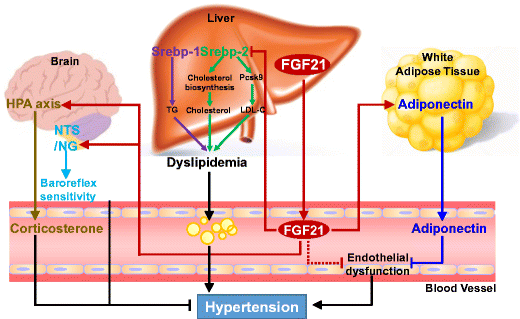 The Potential Role of Fibroblast Growth Factor 21 in Lipid Metabolism ...