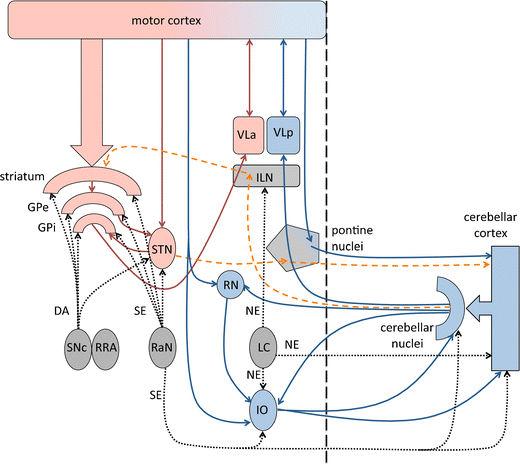 The Pathophysiology of Essential Tremor and Parkinson’s Tremor ...
