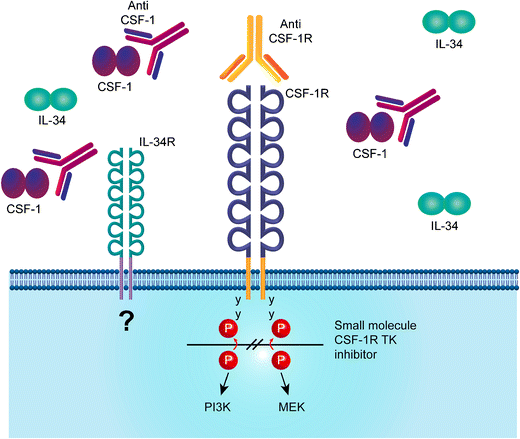 CSF-1R Inhibitor Development: Current Clinical Status | SpringerLink
