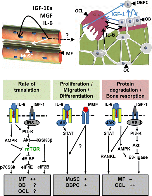 Il 6 And Igf 1 Signaling Within And Between Muscle And Bone How