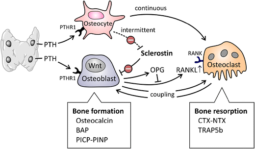 Biomarkers Predicting Bone Turnover in the Setting of CKD | SpringerLink