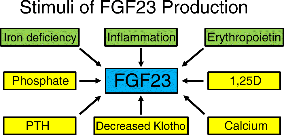 Non-renal-Related Mechanisms of FGF23 Pathophysiology | SpringerLink