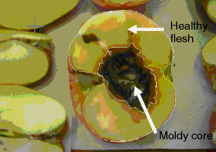NIRS Detection of Moldy Core in Apples | SpringerLink