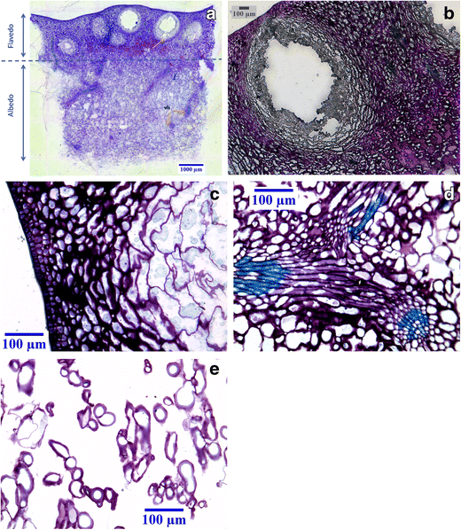 Effects of Blanching on Flavanones and Microstructure of Citrus ...