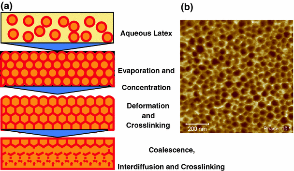 Preferred partitioning: the influence of coalescents on the build-up of ...