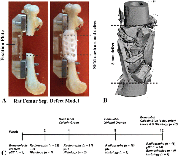 Hydrogel-based Delivery of rhBMP-2 Improves Healing of Large Bone ...