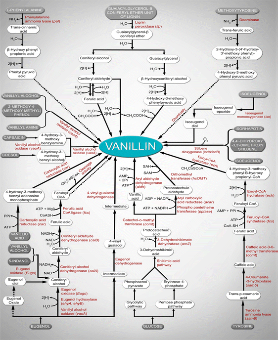 Biotechnological and Molecular Approaches for Vanillin Production: a ...