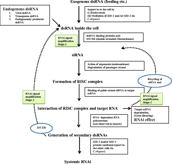 RNAi for Insect Control: Current Perspective and Future Challenges ...