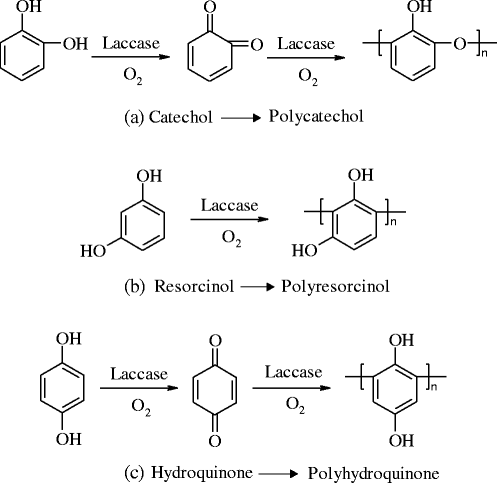 Laccase-Catalyzed Oxidative Polymerization of Phenolic Compounds ...
