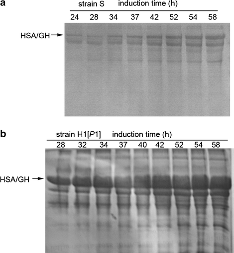 Engineering of a Pichia pastoris Expression System for High-Level ...
