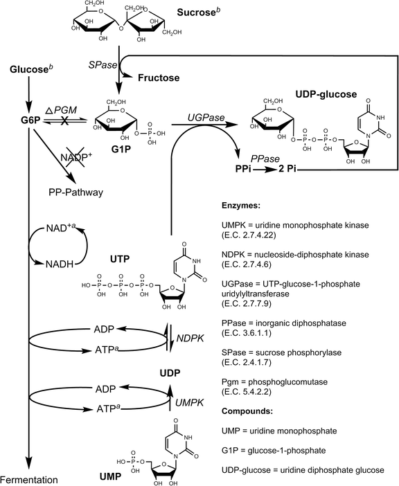 Multistep Synthesis of UDP-Glucose Using Tailored, Permeabilized Cells ...