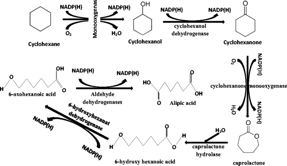 A Comprehensive Review of Aliphatic Hydrocarbon Biodegradation by ...