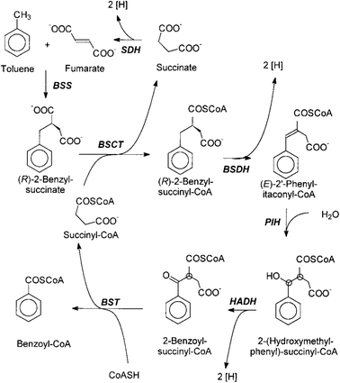 A Comprehensive Review of Aliphatic Hydrocarbon Biodegradation by ...