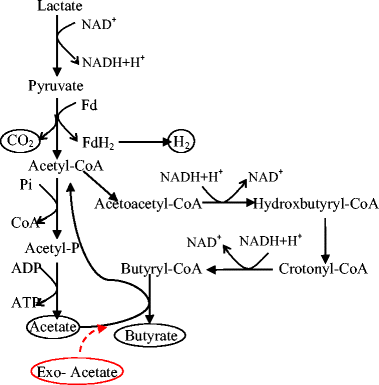 Production of Butyrate from Lactate by a Newly Isolated Clostridium sp ...