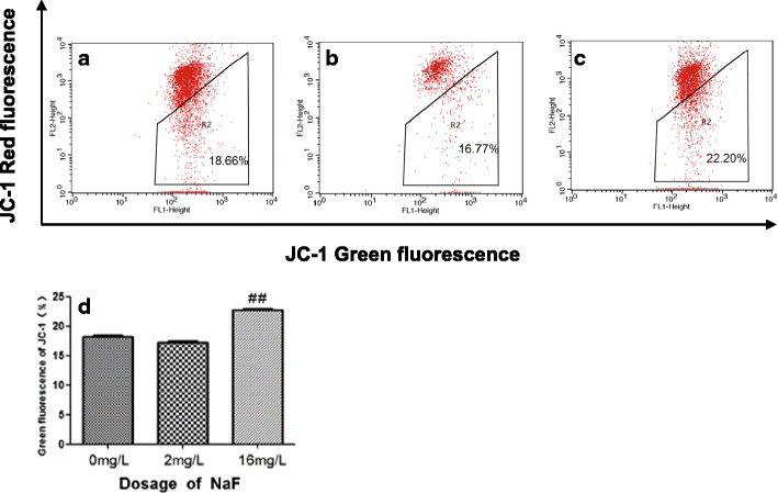 Sodium Fluoride Induces Apoptosis in H9c2 Cardiomyocytes by Altering ... Sodium Fluoride Induces Apoptosis in H9c2 Cardiomyocytes by Altering ...