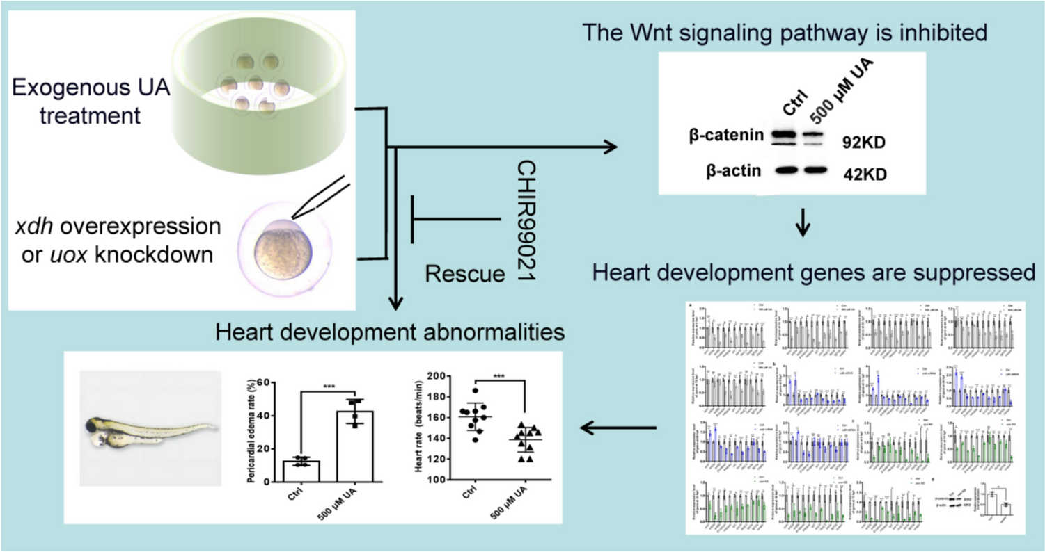 Edema | Uric Acid Disrupts Heart Development in Zebrafish by Inhibiting ...