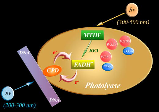 Femtochemistry in enzyme catalysis: DNA photolyase | SpringerLink