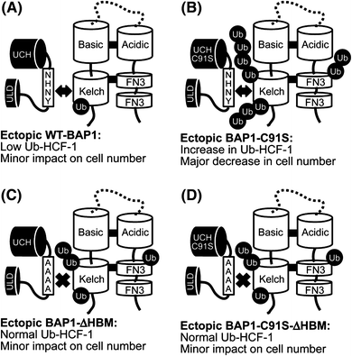An Emerging Model for BAP1’s Role in Regulating Cell Cycle Progression ...