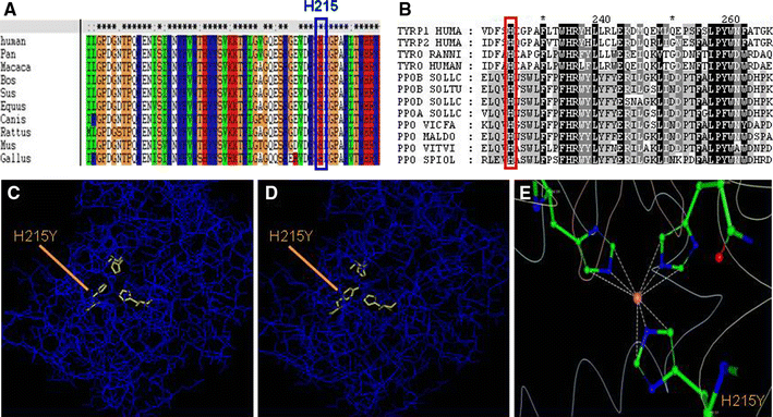 Oculocutaneous Albinism Type 3 (OCA3): Analysis of Two Novel Mutations ...