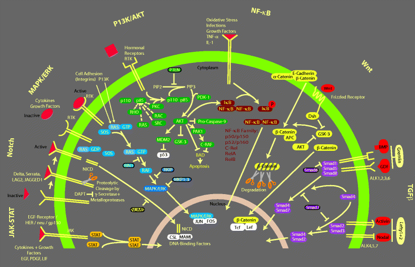 Signaling Pathways in Cancer and Embryonic Stem Cells | SpringerLink