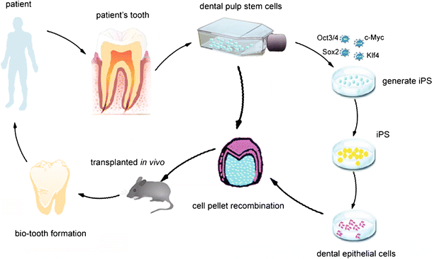 A Journey from Dental Pulp Stem Cells to a Bio-tooth | SpringerLink