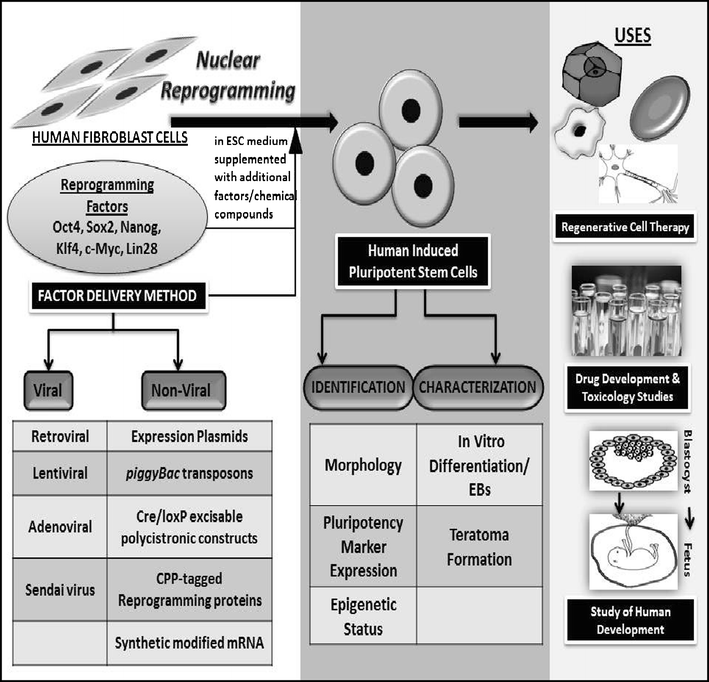 Induced Pluripotent Stem Cells: Fundamentals and Applications of the ...
