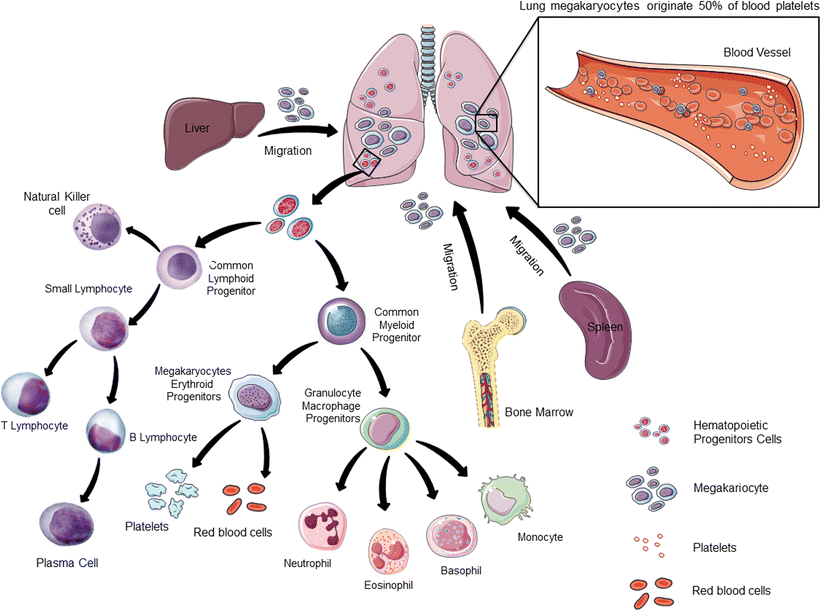 Lung as a Niche for Hematopoietic Progenitors | SpringerLink