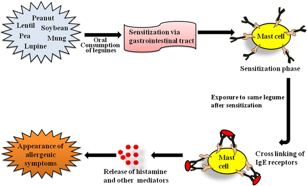 A Comprehensive Review of Legume Allergy | SpringerLink