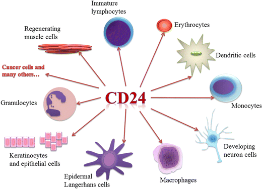 CD24: from a Hematopoietic Differentiation Antigen to a Genetic Risk ...