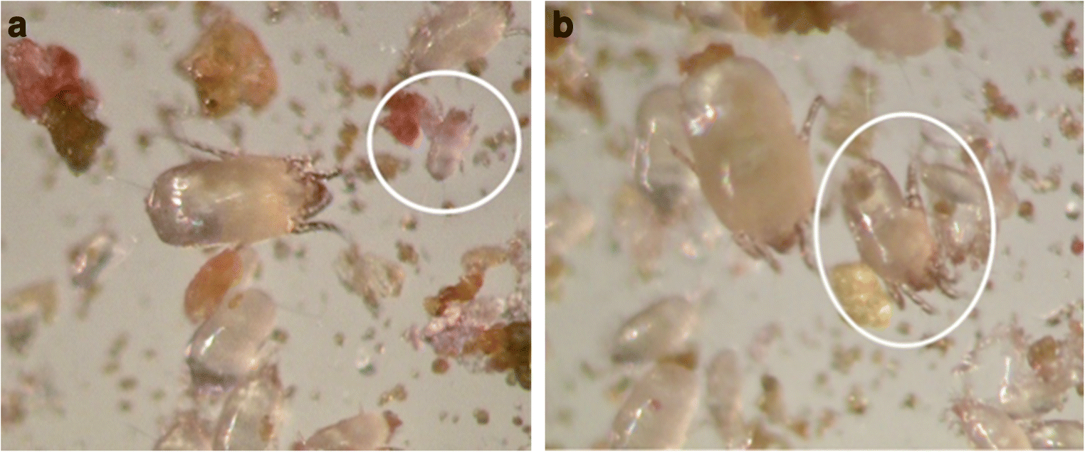 The Role of Dust Mites in Allergy | SpringerLink