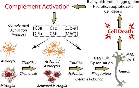 The Role of the Complement System and the Activation Fragment C5a in ...