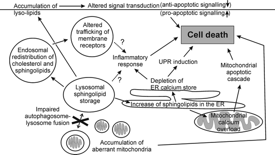 Pathology and Current Treatment of Neurodegenerative Sphingolipidoses ...