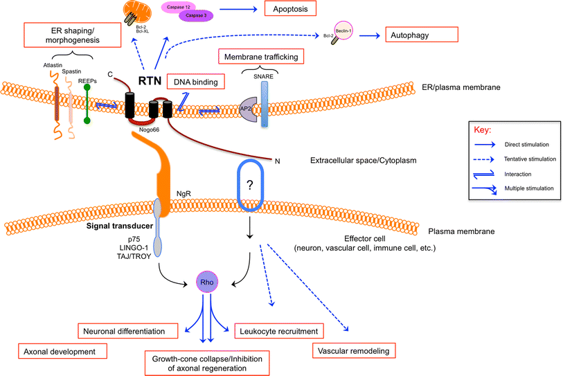 The Role of Reticulons in Neurodegenerative Diseases | SpringerLink