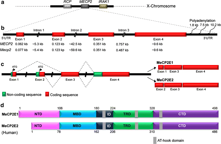 Rett Syndrome and MeCP2 | SpringerLink
