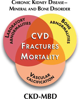 Pathophysiology of CKD-MBD | SpringerLink