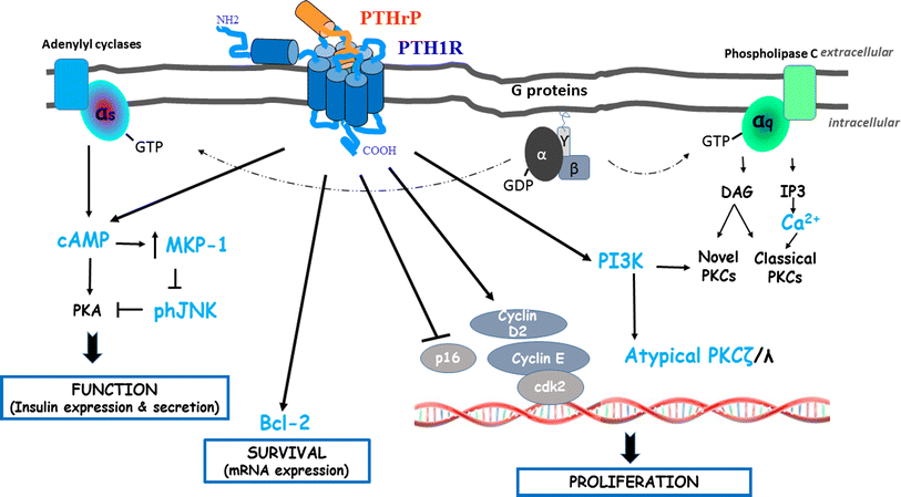 The Role of PTHrP in Pancreatic Beta-Cells and Implications for ...
